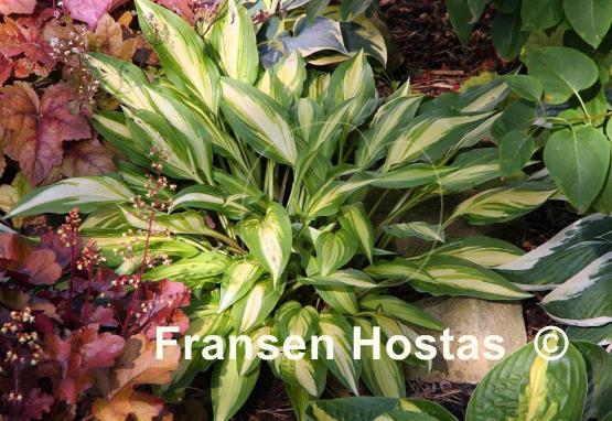 Hosta Cherry Berry - Fransen Hostas